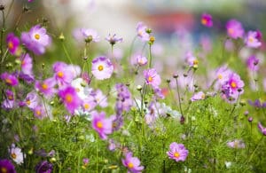 GAZON FLEURI, PRAIRIE, PLANTES COUVRE-SOL…